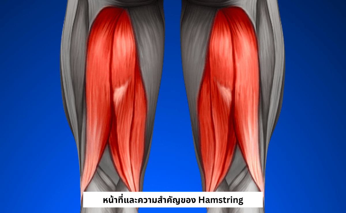 Hamstring คือ อะไร? ทำความรู้จักกล้ามเนื้อสำคัญที่คุณมองข้าม